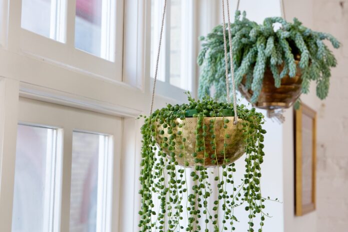 10 Best Indoor Plants To Beautify Your Home Space